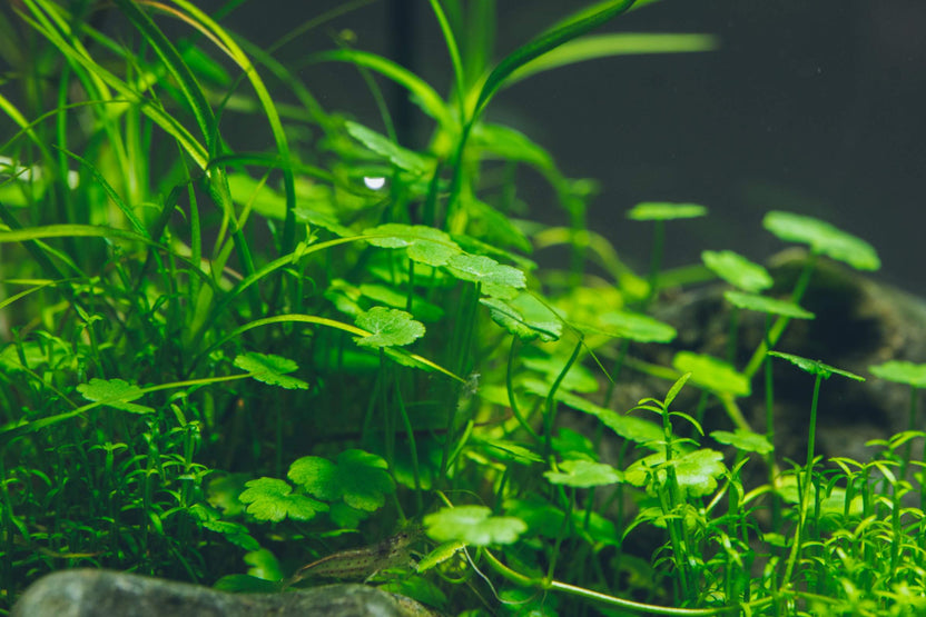 Glass Aqua - Aquascaping and Planted Aquarium Tank Online Store
