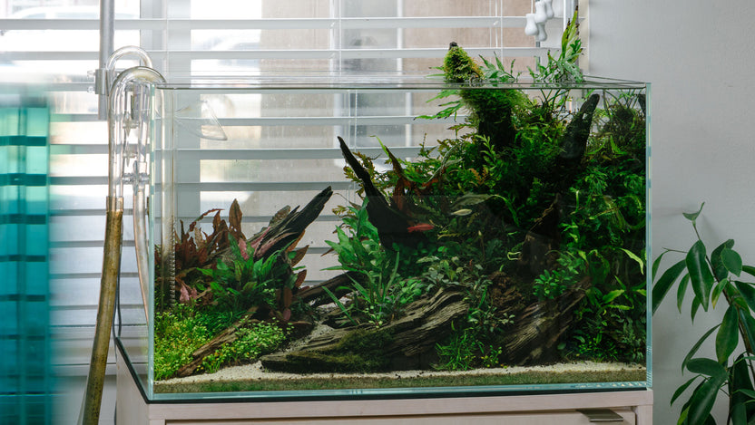 Ultum Nature Systems Rimless Low Shallow Glass Aquarium Tank