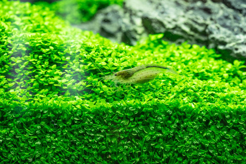 Natural Aquascape Aquarium Rocks and Stones – Glass Aqua