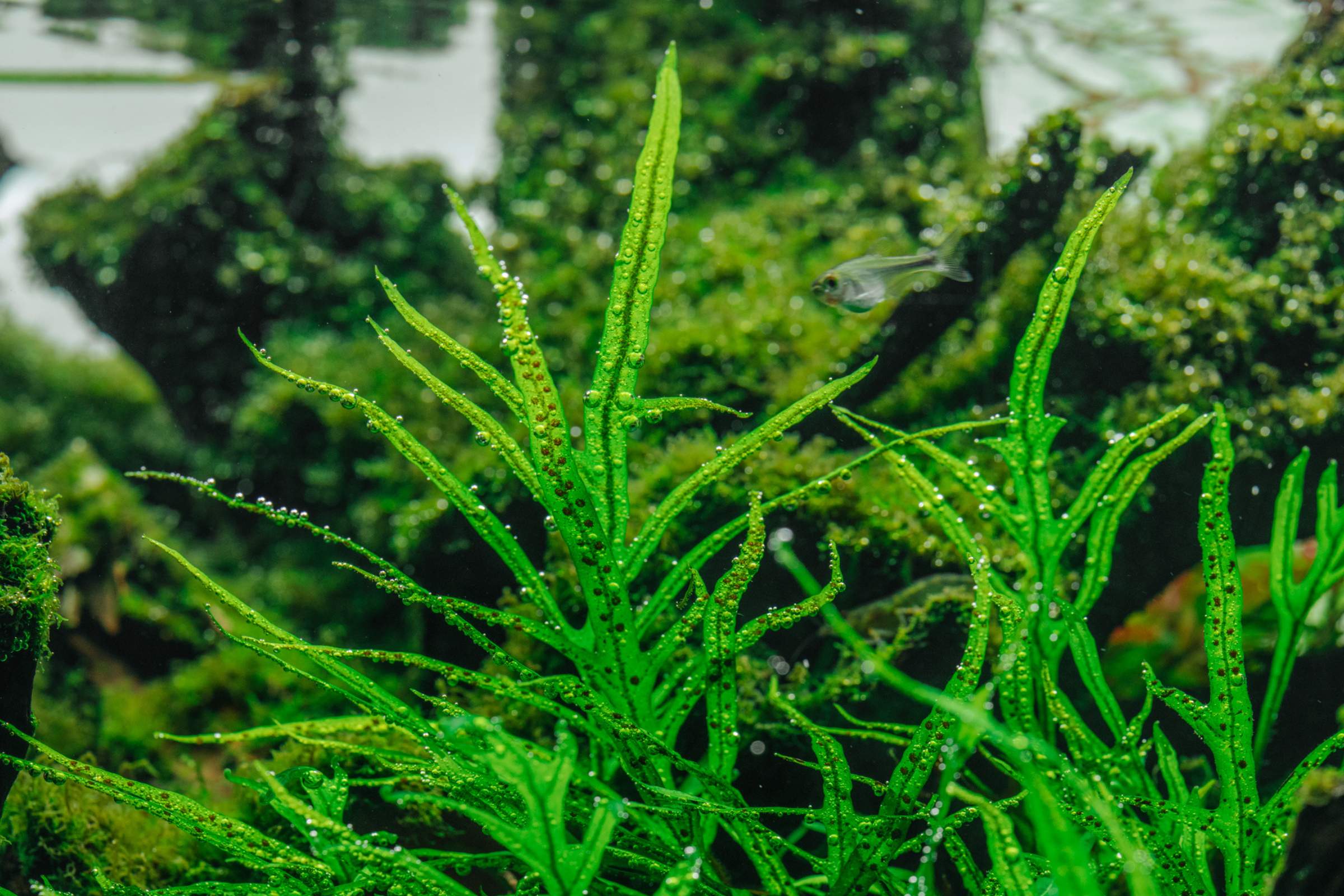 Java Fern & Fern Plants – Glass Aqua