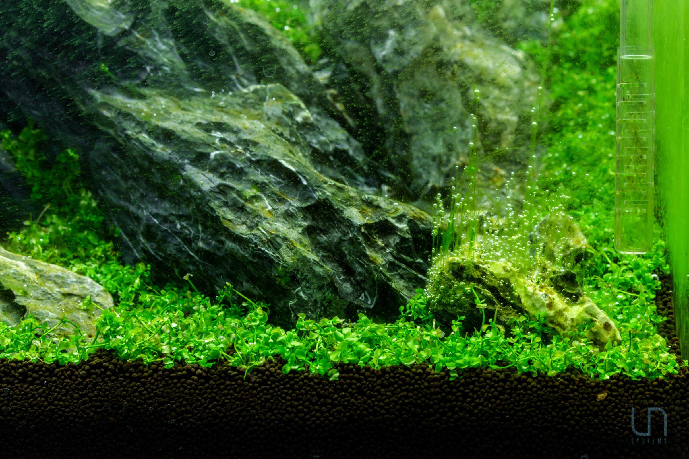 Algae Treatments for Freshwater Aquariums | Glass Aqua