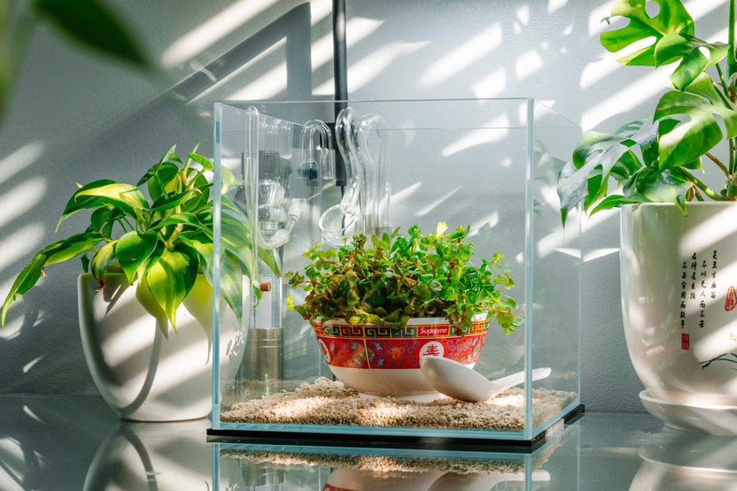 Ultum Nature Systems Rimless Long Glass Aquarium Tank