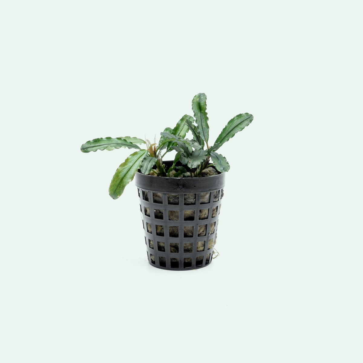 Bucephalandra Theia Green - Live Buce | Glass Aqua