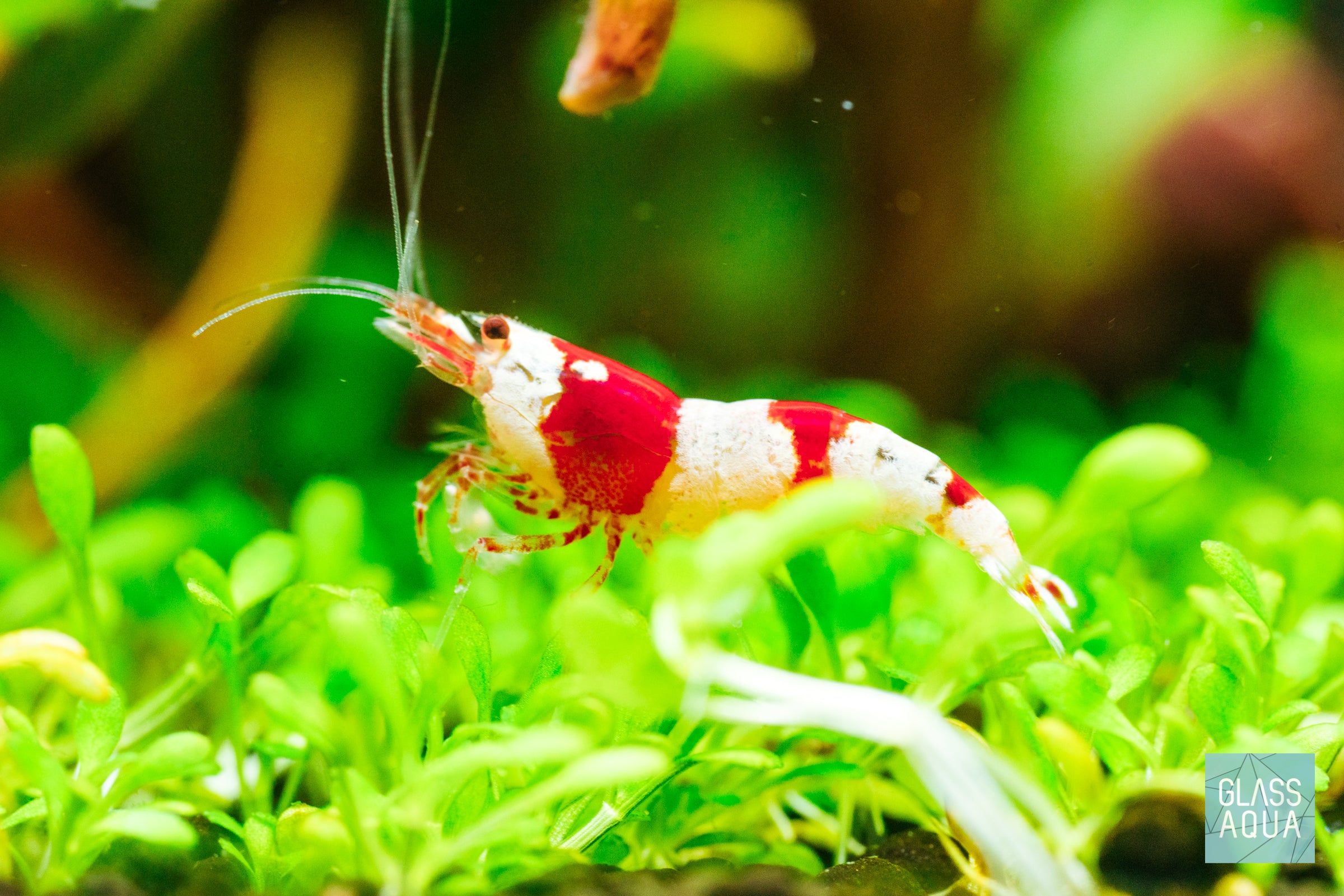 Crystal Red Shrimp - Live Aquarium Shrimp | Glass Aqua
