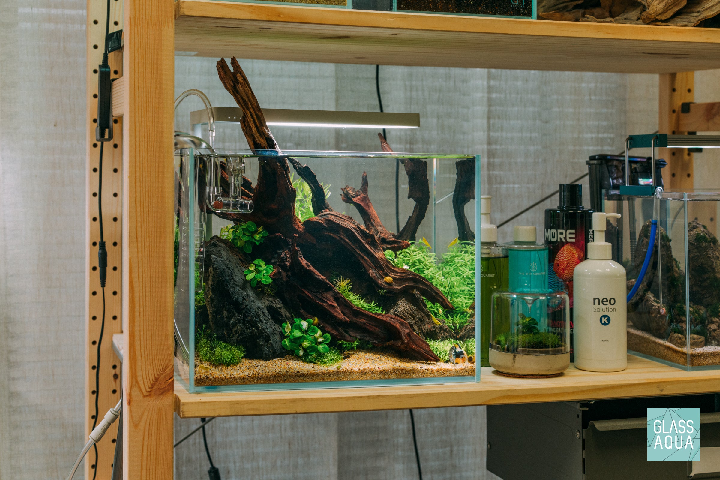 Horned Nerite Snails - Live Aquarium Snails | Glass Aqua