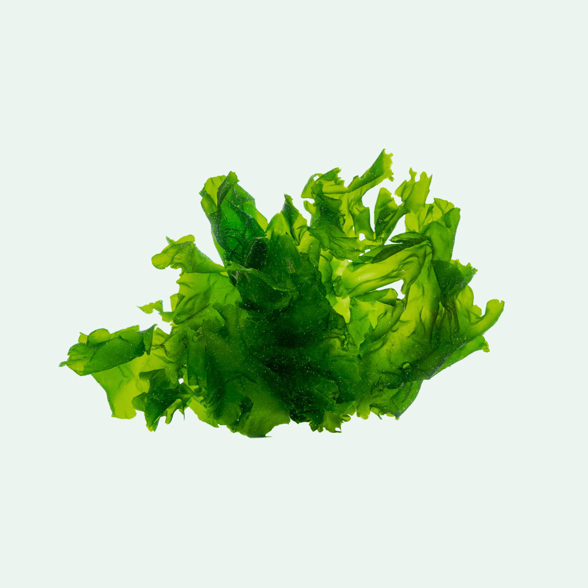 Sea Lettuce Macroalgae (Ulva Lactuca) | Glass Aqua