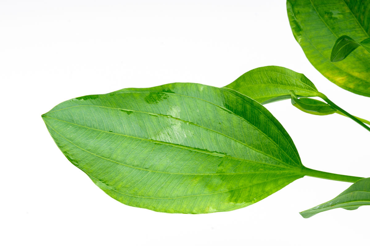 Argentine Sword Plant Argentine Sword Aquarium Plant - Echinodorus ...